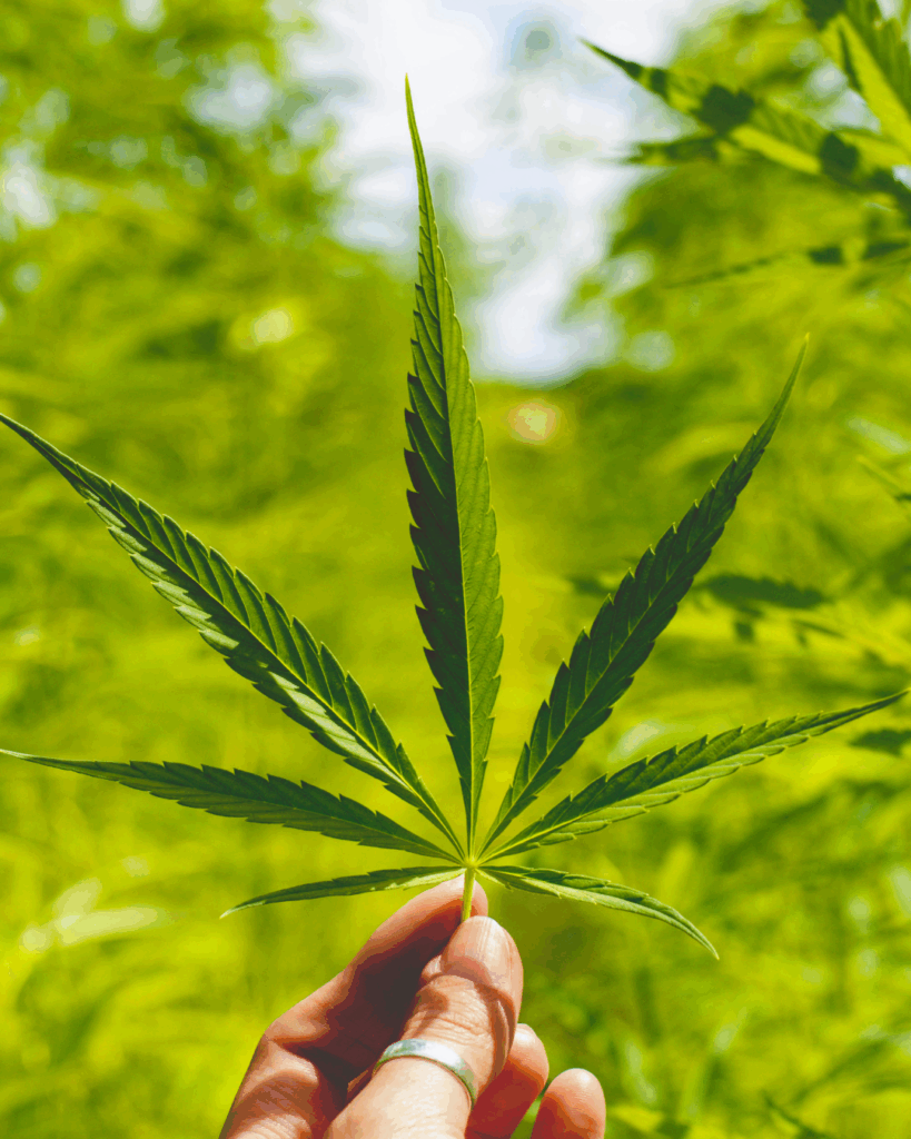 THC, Functional Beverages, and the Future of Brewing Innovation ...